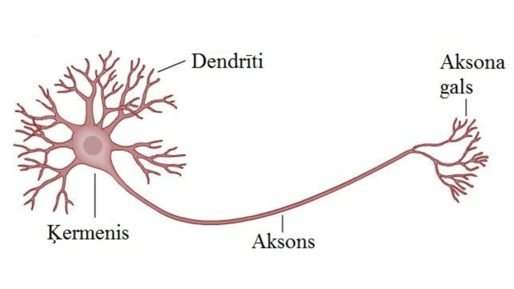Centrālā nervu sistēma, tās uzbūve un funkcijas - Sporta izglītības ...